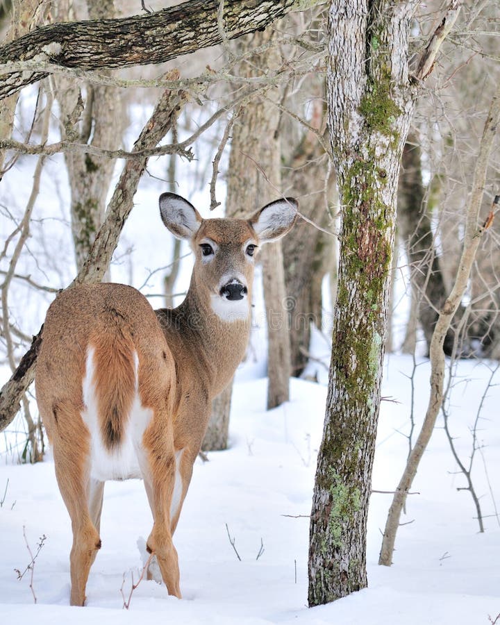 Whitetail Deer Doe stock photo. Image of nature, winter - 13238118