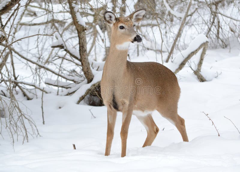 Whitetail Deer Doe stock photo. Image of cold, woods - 17717826