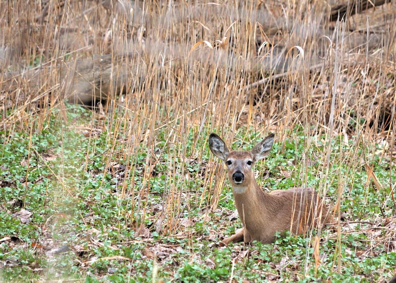 Whitetail Deer Doe stock photo. Image of summer, whitetail - 19309934