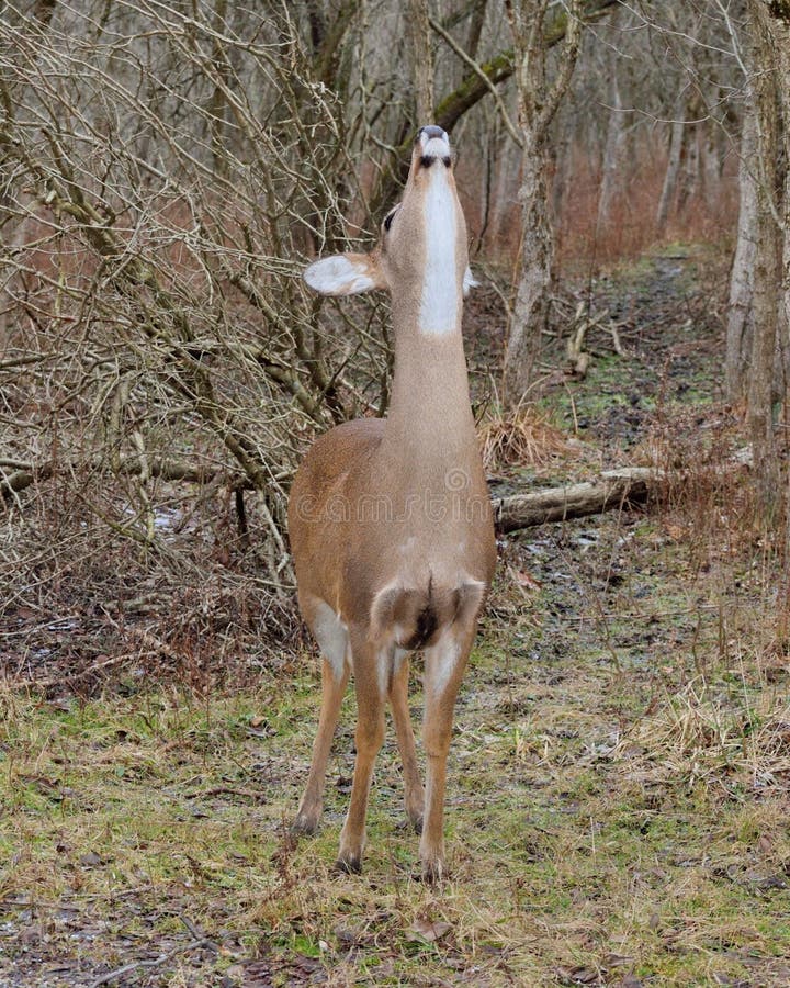 Roe Deer Doe Stretching Her Legs Stock Image - Image of back, standing ...