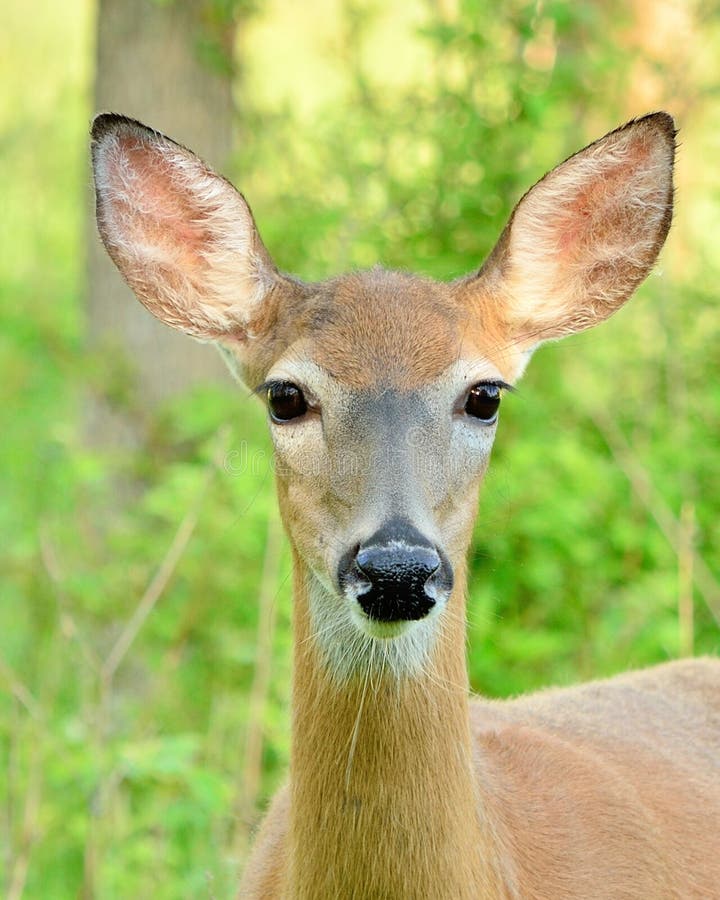 Doe Head Shot stock image. Image of whitetail, forests - 129317