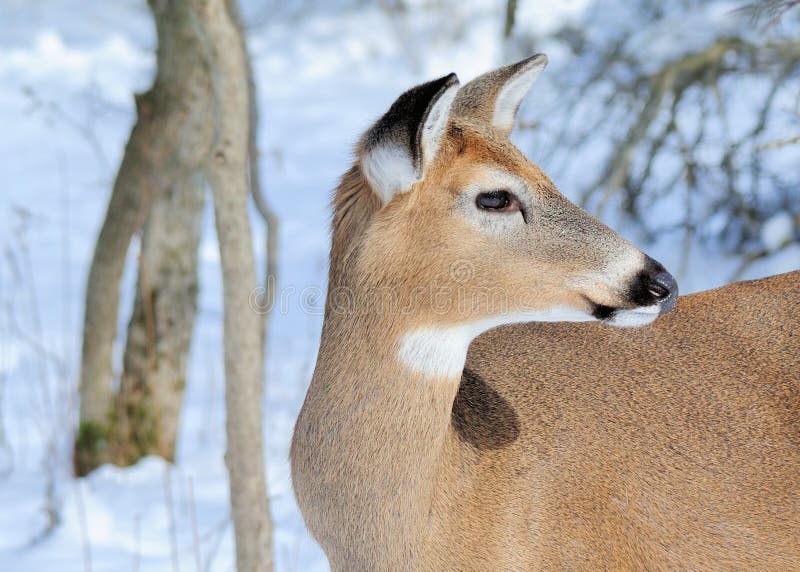 Doe Head Shot stock image. Image of whitetail, forests - 129317
