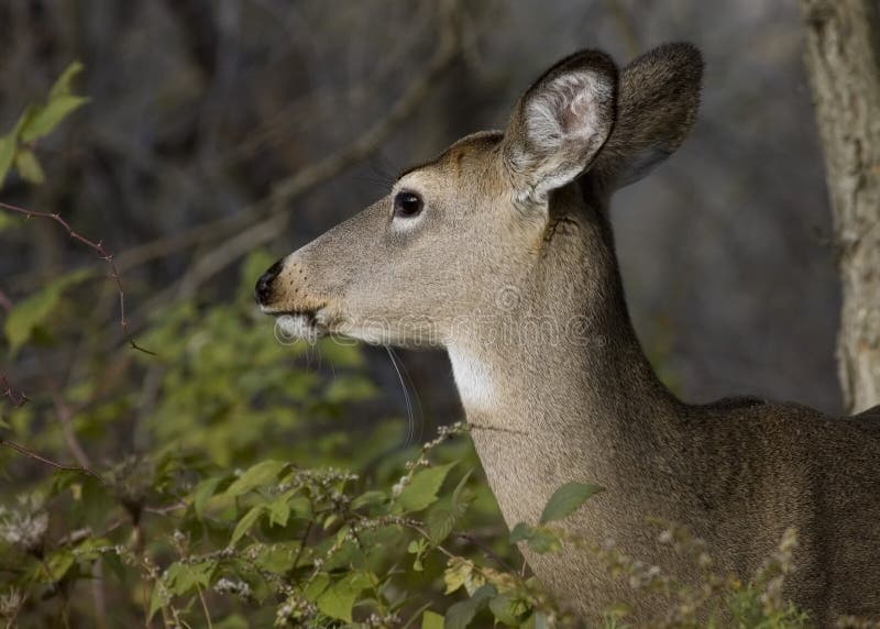 Doe Head Shot stock image. Image of whitetail, forests - 129317