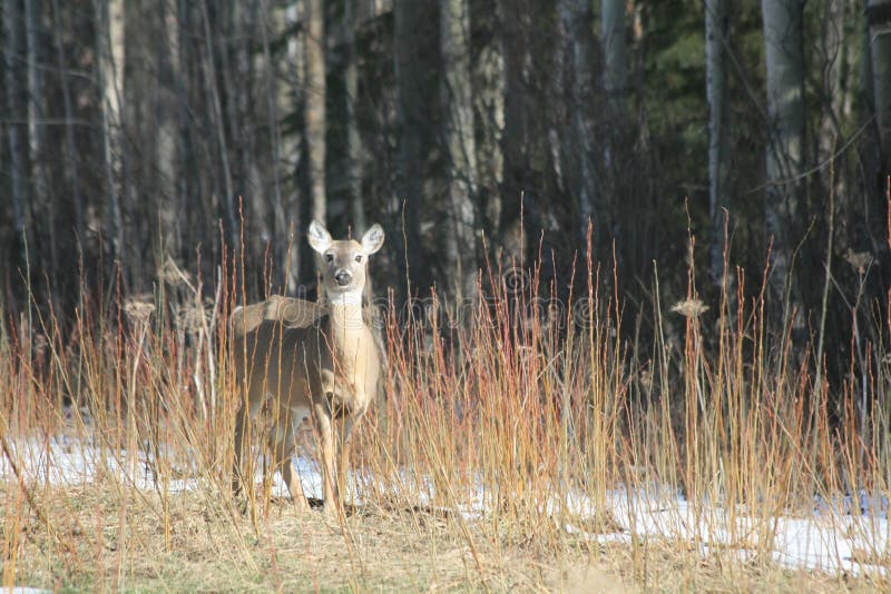Whitetail deer doe stock image. Image of conservation - 6117083