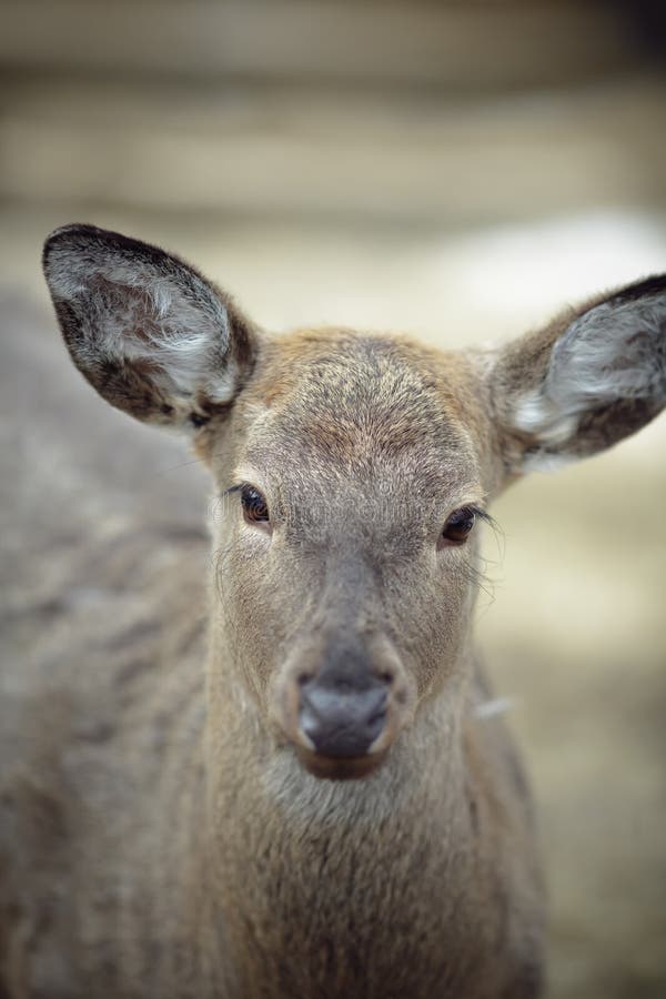 Whitetail Doe Head Shot Stock Photos - Free & Royalty-Free Stock Photos ...