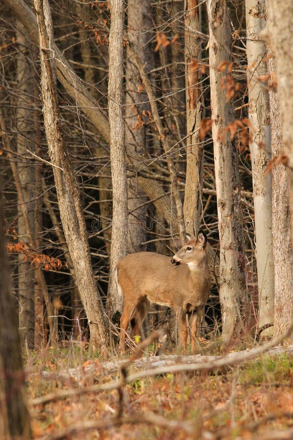 Whitetail Deer Doe Fall Woods Stock Photo - Image of fall, pose: 81840082
