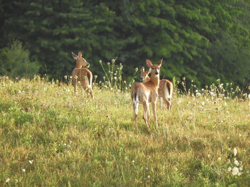 Whitetail Deer Doe and 2 Fawns Alert in Field Stock Photo - Image of ...