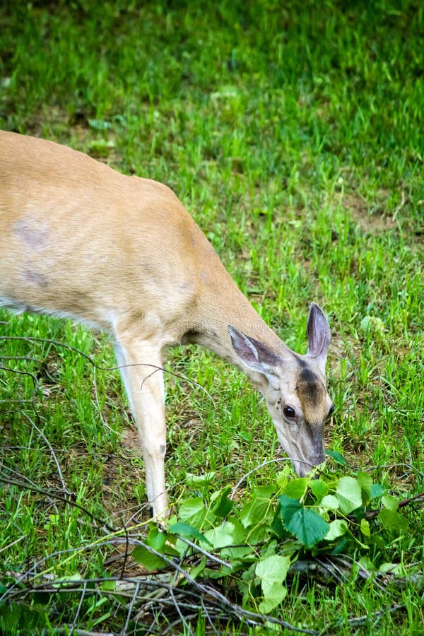 17+ Whitetail deer feeding Free Stock Photos - StockFreeImages