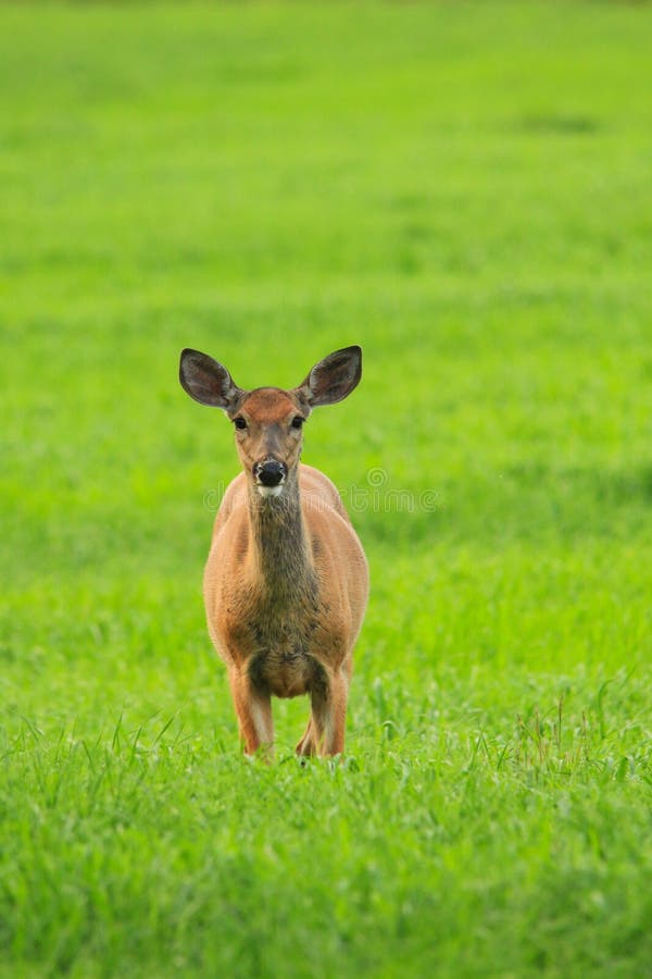 Whitetail Deer Doe in Grass Field Stock Photo - Image of green, female ...