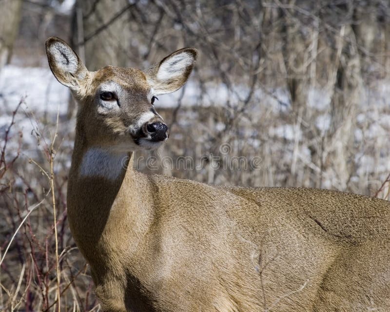 Doe Head Shot stock image. Image of whitetail, forests - 129317