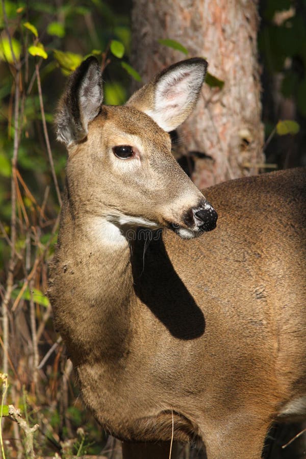 106 Whitetail Deer Doe Side View Stock Photos - Free & Royalty-Free ...