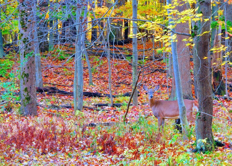 Whitetail Deer Doe stock image. Image of female, wild - 34656177