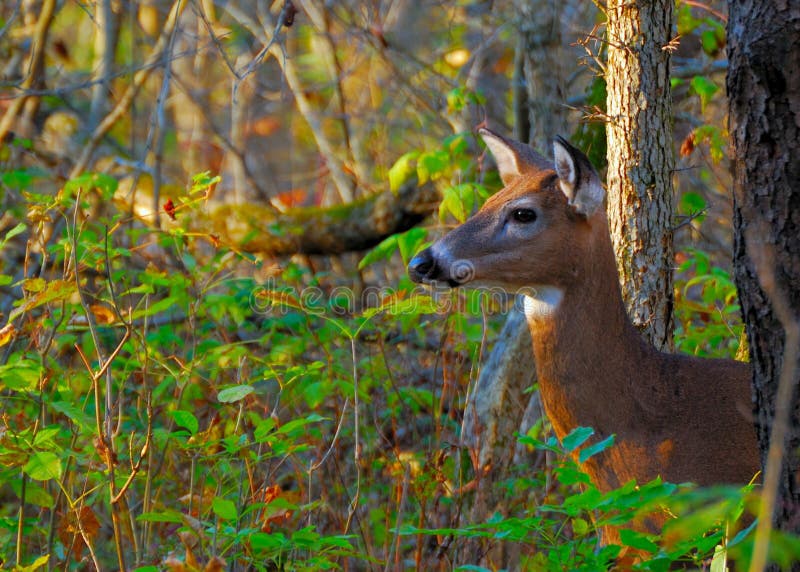 Whitetail Deer Doe stock photo. Image of deer, whitetail - 34704820