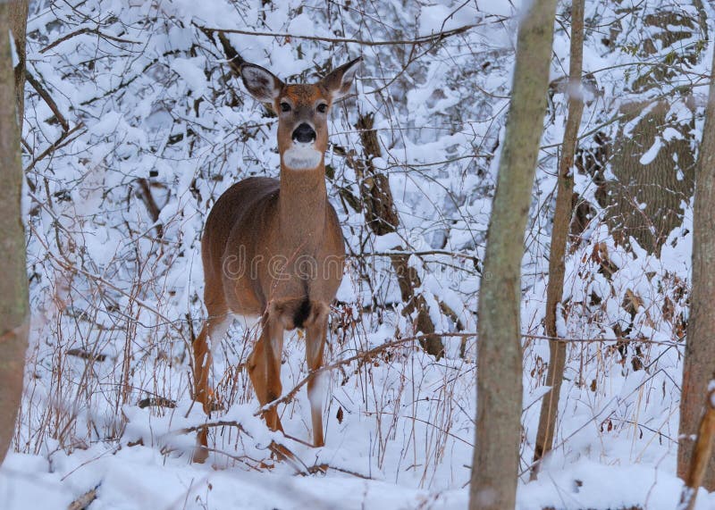 Whitetail Deer Doe stock photo. Image of wild, snow, whitetail - 35565682