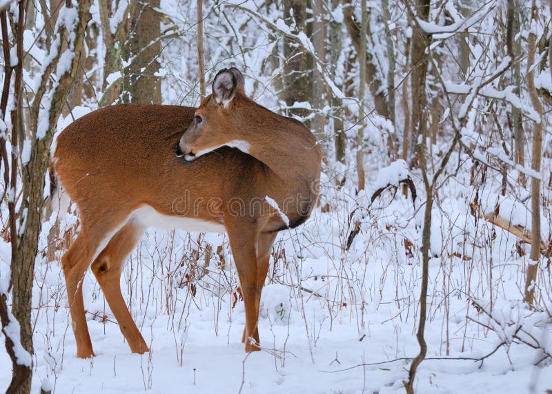 8,540 Standing Doe Stock Photos - Free & Royalty-Free Stock Photos from ...