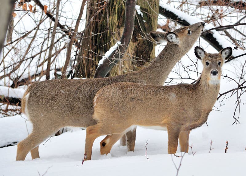 Whitetail Fianna Yearling