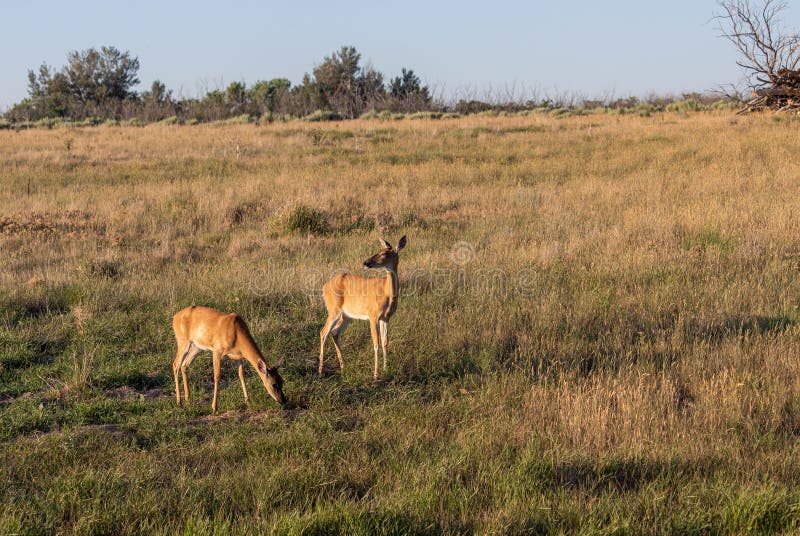 Whitetail Deer Does in Colorado Stock Photo - Image of animal ...