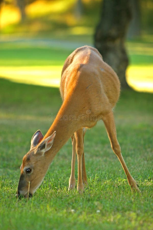 Whitetail Deer Eating stock photo. Image of brown, resting - 6071626