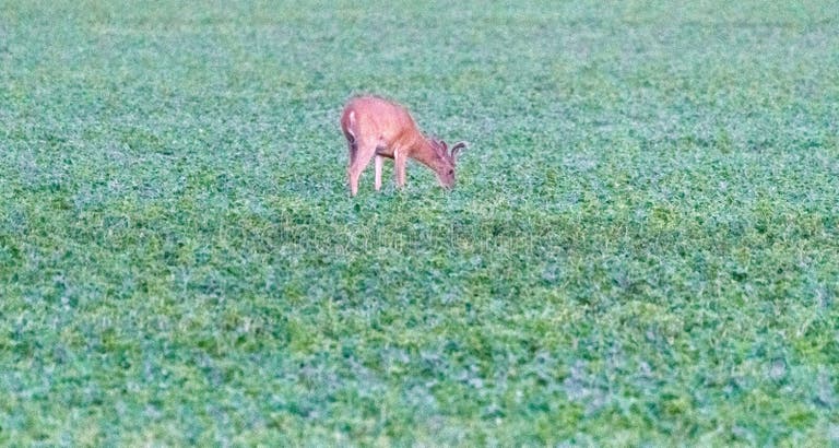 Whitetail Deer Eating in Field Stock Photo - Image of tundra, pasture ...