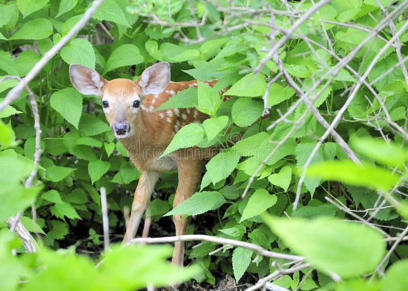 Fawn thicket stock photo. Image of eyed, thicket, forrest - 57018462