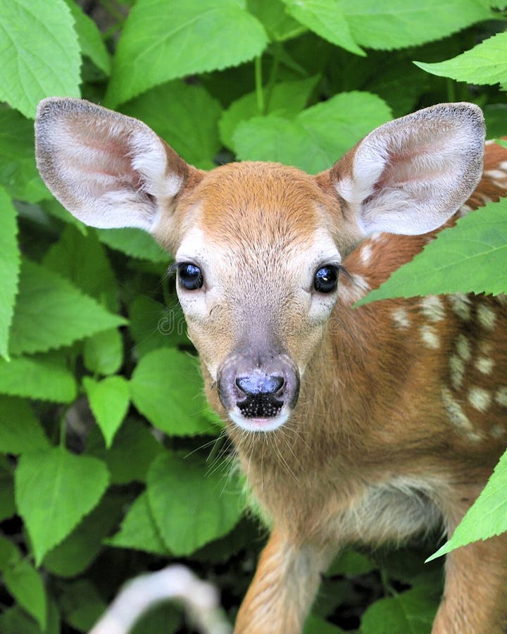Roe Deer Fawn - Capreolus Capreolus (15 Days Old) Stock Image - Image ...