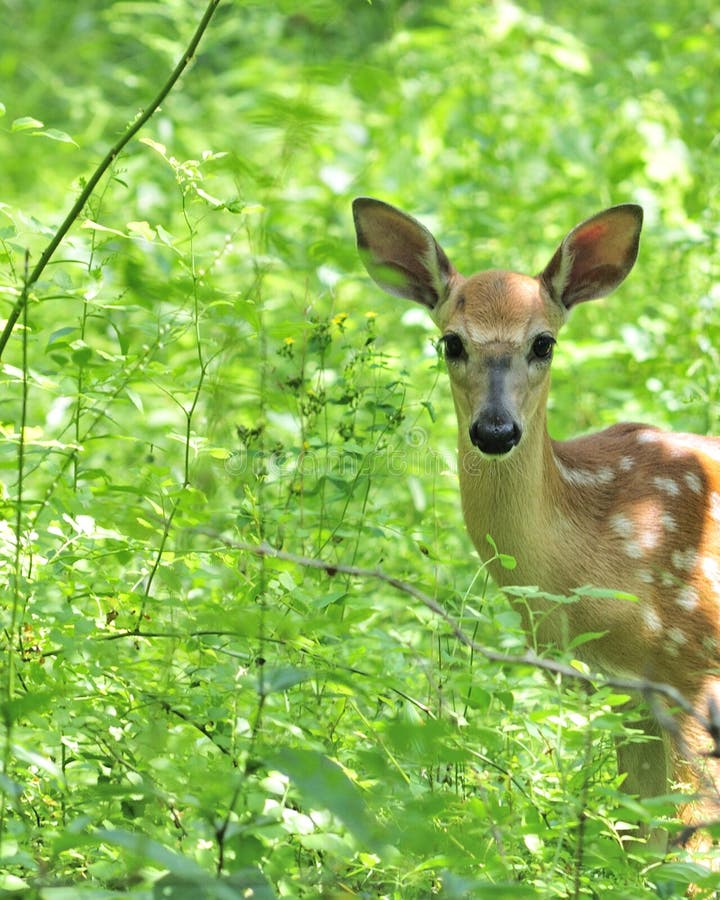 Whitetail Deer Fawn stock image. Image of deer, young - 15413385