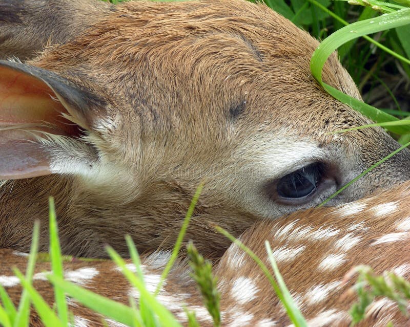 Newborn Whitetail Deer Fawn Stock Photos - Download 414 Royalty Free Photos