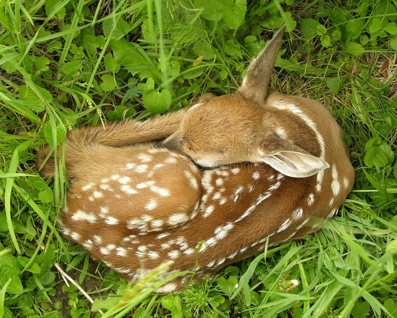 656 Newborn Whitetail Deer Fawn Stock Photos - Free & Royalty-Free ...