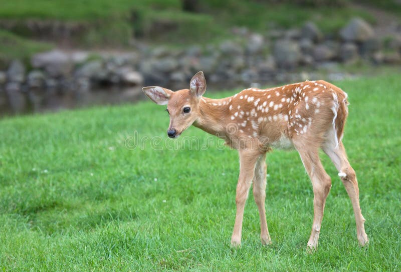 Whitetail deer fawn stock photo. Image of outdoors, deer - 27955496