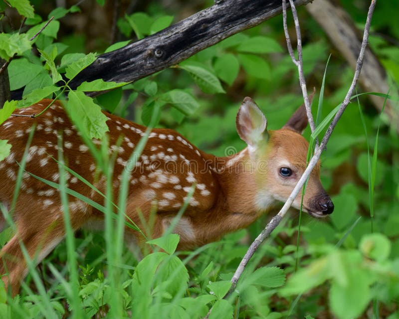 Baby Whitetail Deer Fawn Resting Behind Boulder Stock Photo - Image of ...