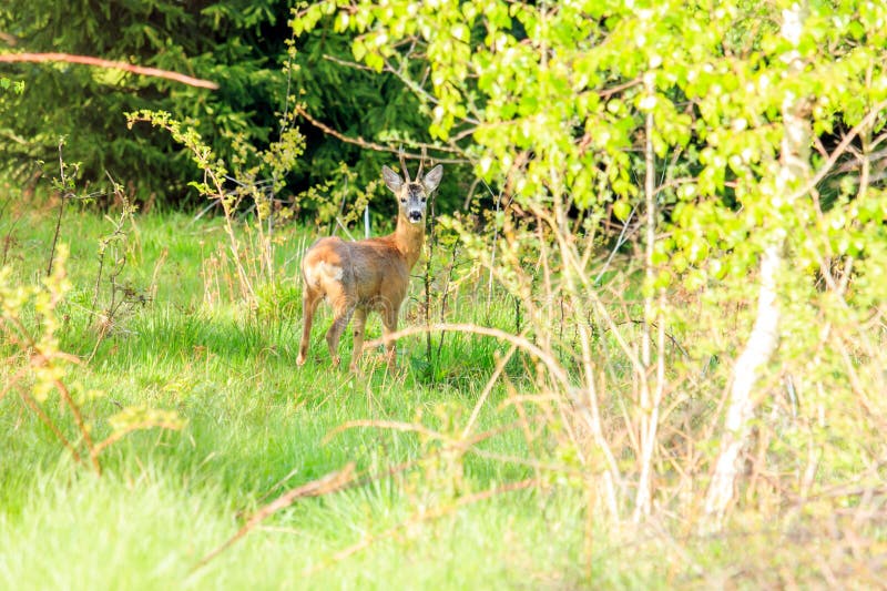 Whitetail deer fawn stock photo. Image of cute, face - 41364494