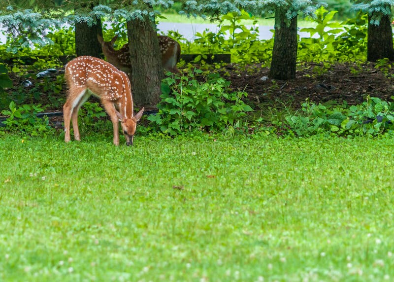 Whitetail Deer Fawn stock photo. Image of forest, animal - 43061698