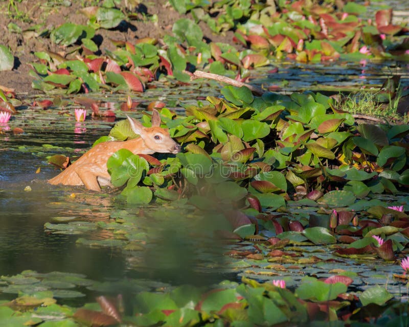 Whitetail Deer Fawn in Water Stock Image - Image of nature, baby: 75306123