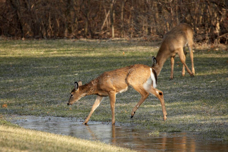 Whitetail Deer Running stock image. Image of stag, road - 857383