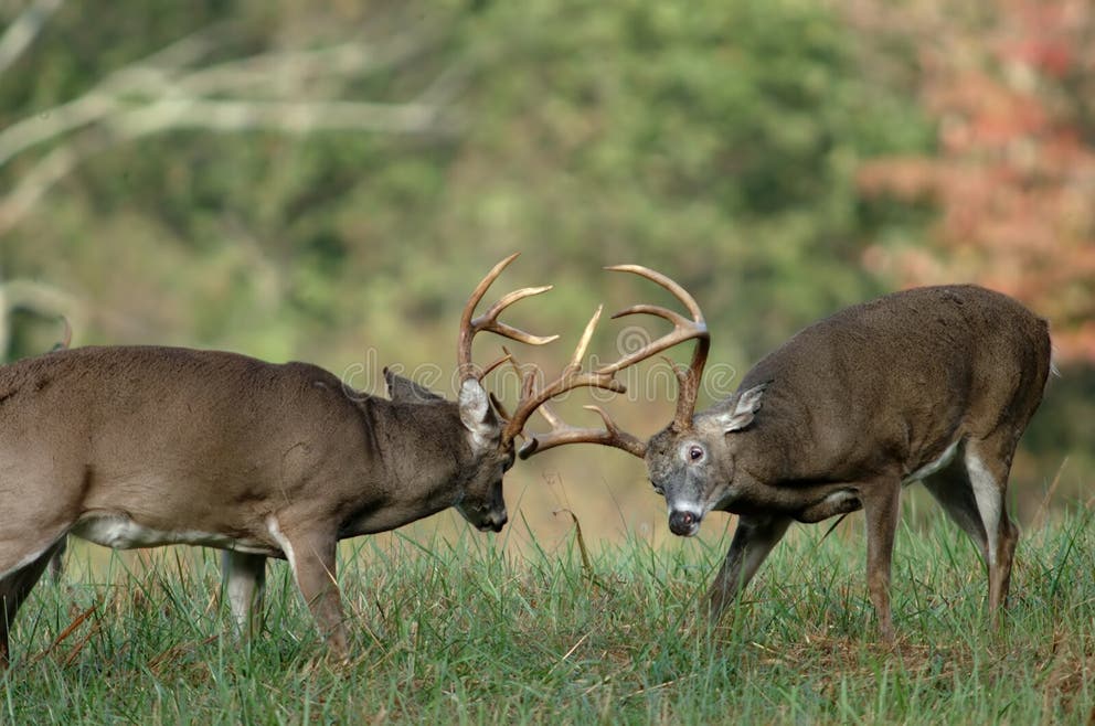 Whitetail deer fighting stock image. Image of dominance - 134163