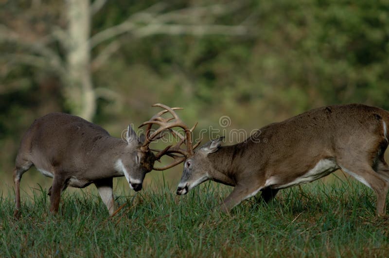 Whitetail Deer Fighting Stock Images - Image: 134164