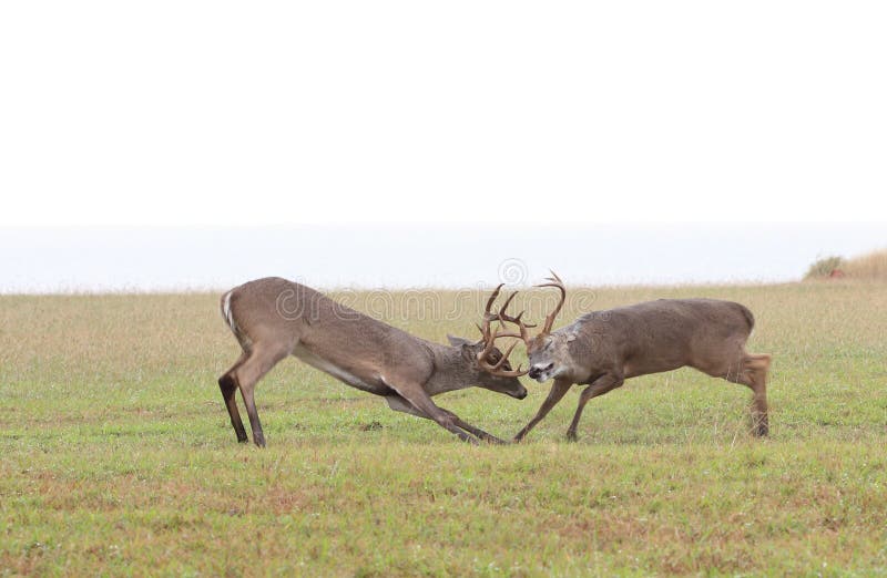 White Tailed Deer Fighting