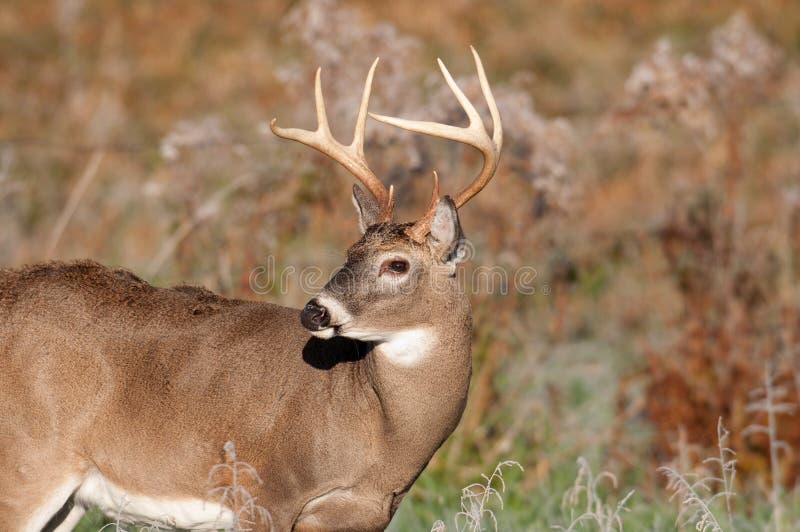 Whitetail deer and frost stock image. Image of rural - 14843467