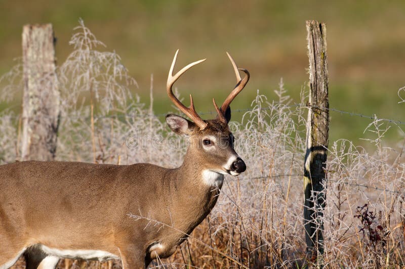 Whitetail deer and frost stock image. Image of frost - 15328399