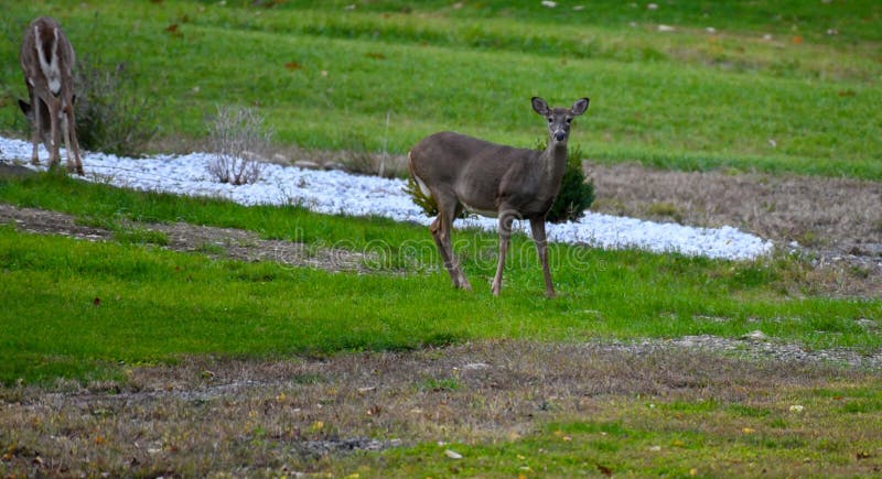 Whitetail deer in grass stock photo. Image of field - 269147848