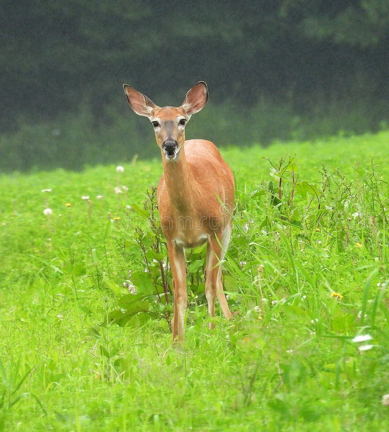 Whitetail Deer Favorite Acorns Stock Photos - Free & Royalty-Free Stock ...