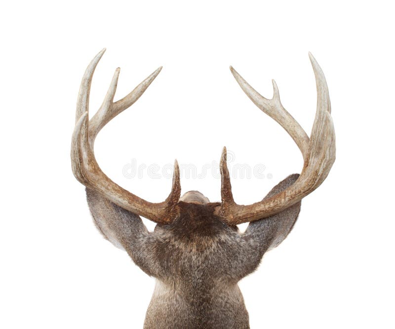 Whitetail Deer Head from Above and Behind Stock Image - Image of ...