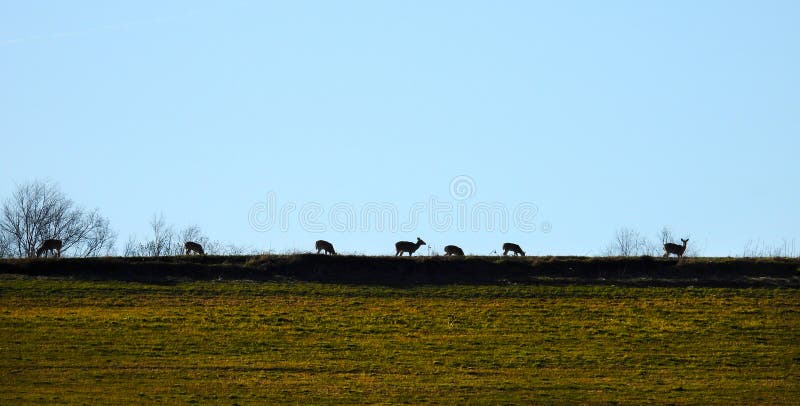 Whitetail Deer Herd on Horizon Graze a Harvested Corn Field Stock Photo ...