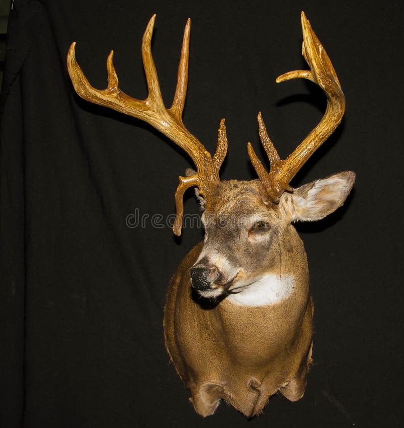 Drop Tine Whitetail Buck In Full Rut Stock Image - Image of rutting ...