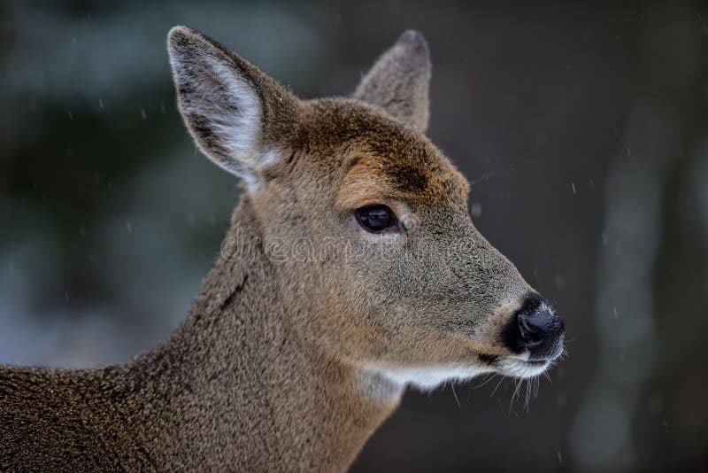 Whitetail deer portrait stock photo. Image of nature - 64786986