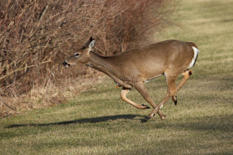 Hvit Tailed Hjort Buck Running