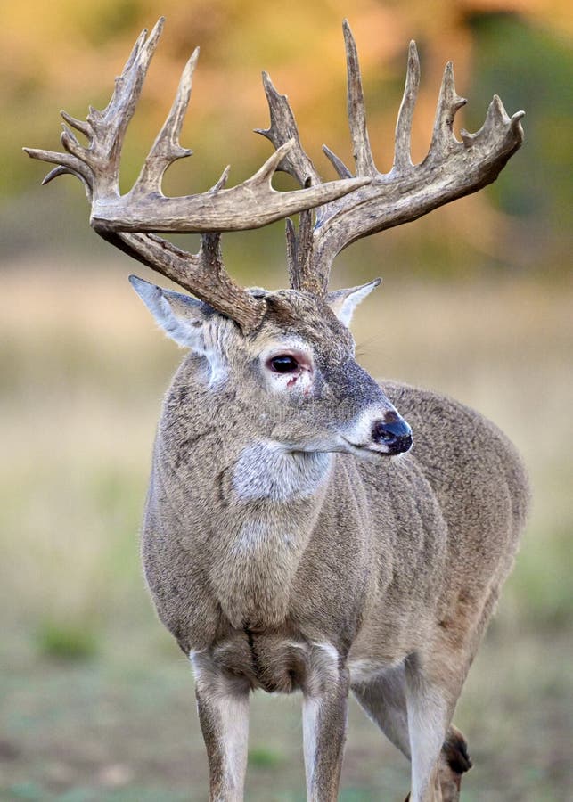 Whitetail Deer Scared of Fighting, Standing on a Meadow Stock Photo ...