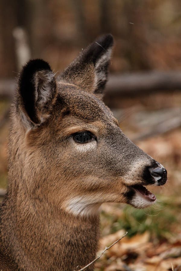 Profile of Whitetail Deer stock photo. Image of michigan - 6071706 Profile of Whitetail Deer stock photo. Image of michigan - 6071706