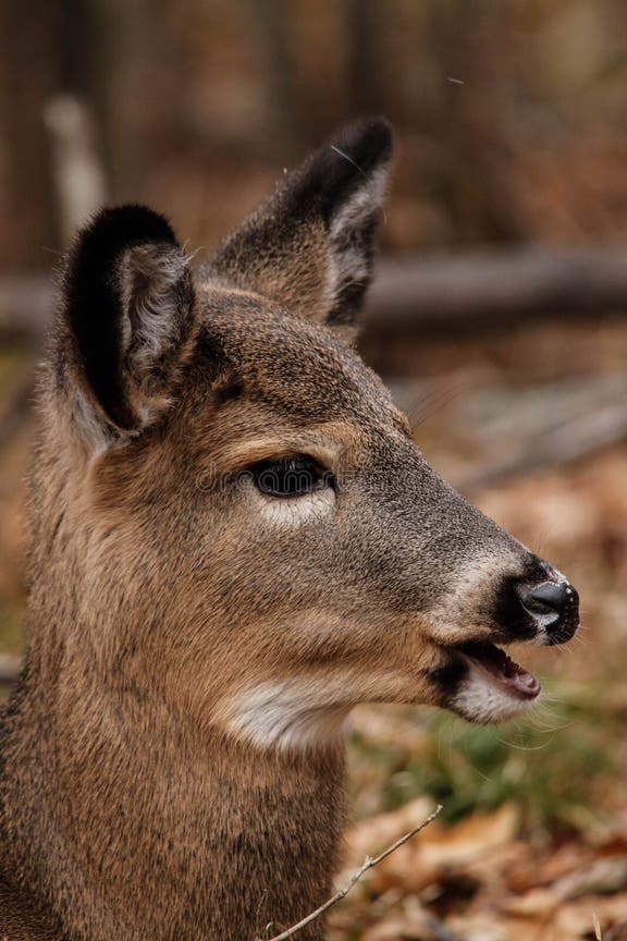 Whitetail Deer Side Profile Stock Image - Image of forest, calling ...