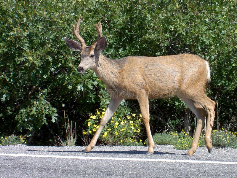 Deer in the Road stock photo. Image of deer, cross, middle - 25427558